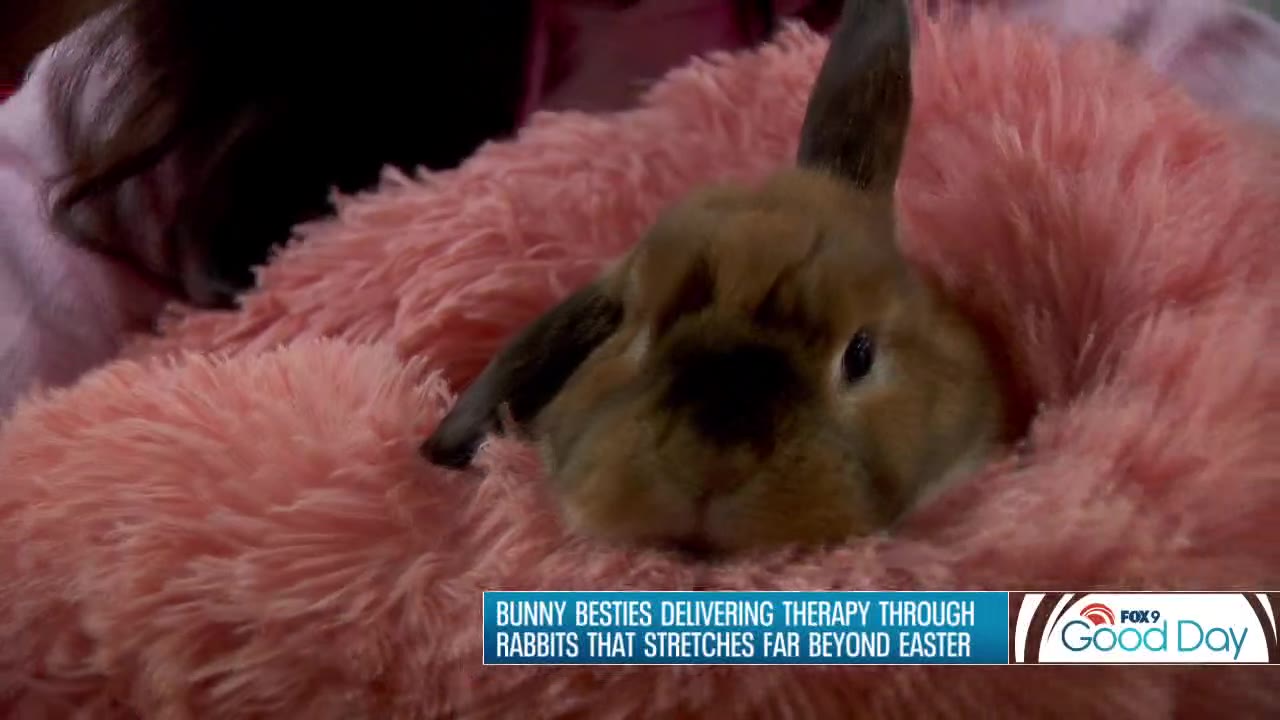 Bunny Besties offer therapy through trained rabbits | FOX 9 Minneapolis ...