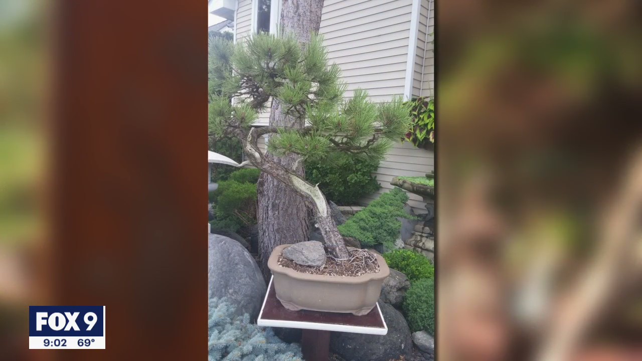 Bonsai tree owners set up security to dissuade thieves after rash of ...