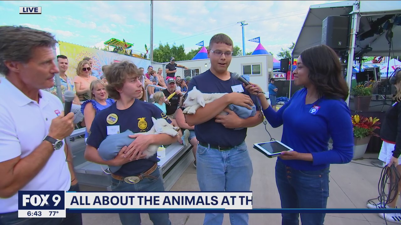 FOX 9 visits FFA participants at the State Fair | FOX 9 Minneapolis-St ...