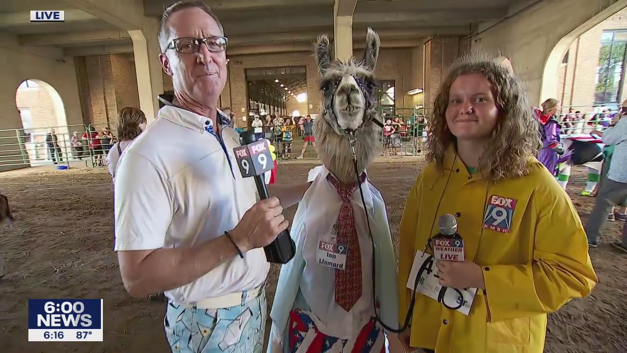 Animals at the Minnesota State Fair (featuring Ian Llamard) | FOX 9 ...