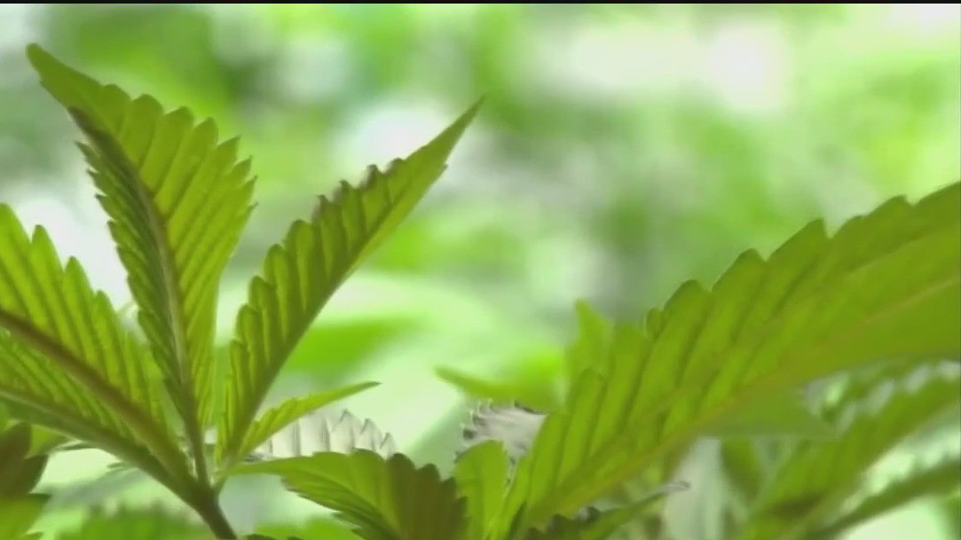 MN cannabis committee completes work | FOX 9 Minneapolis-St. Paul