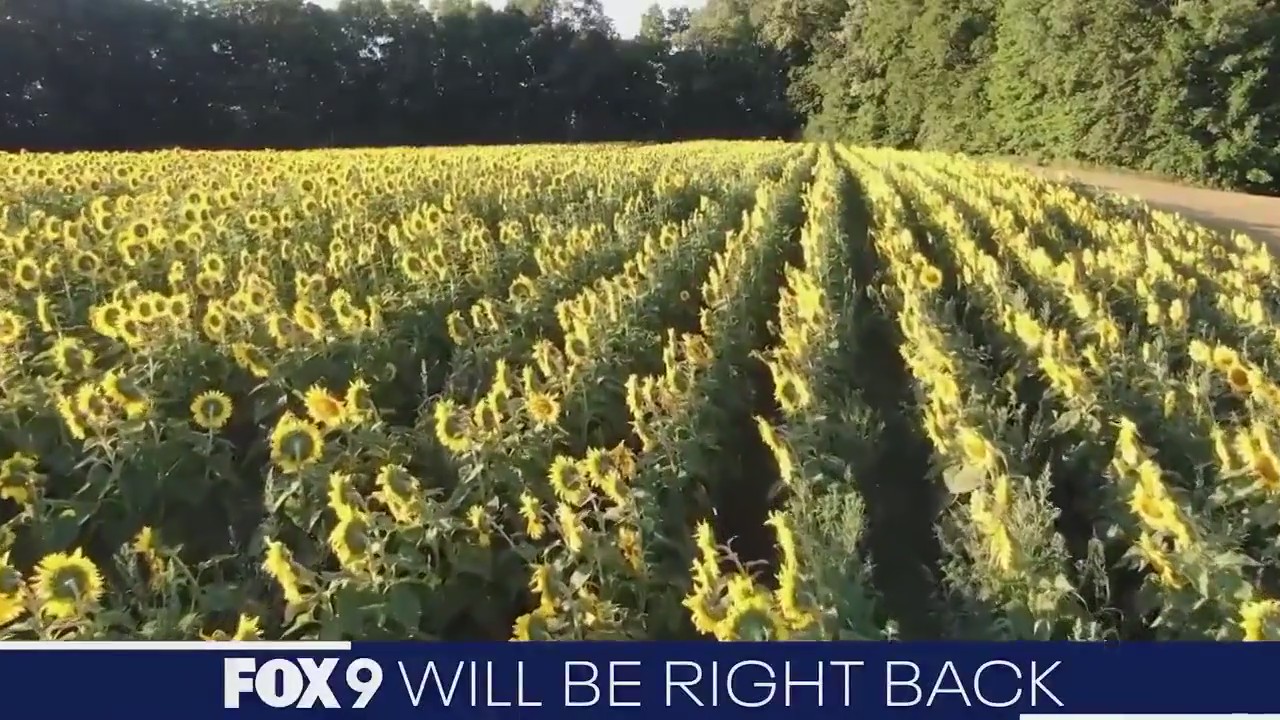 FOX 9 News at 9-10 p.m. | FOX 9 Minneapolis-St. Paul