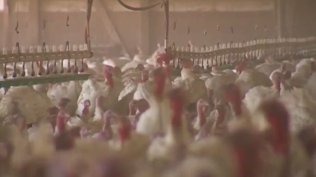 Avian flu outbreak in 2 states | FOX 9 Minneapolis-St. Paul