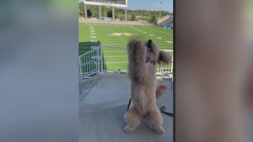 Puppy learns 'Skol' chant | FOX 9 Minneapolis-St. Paul
