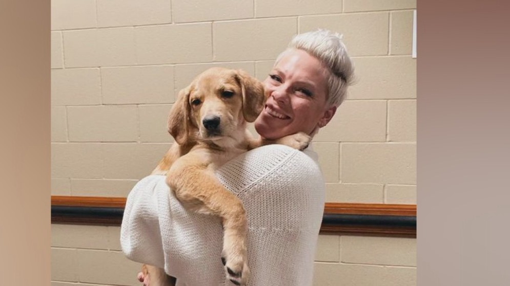 Pink fostering dog from MN on tour | FOX 9 Minneapolis-St. Paul