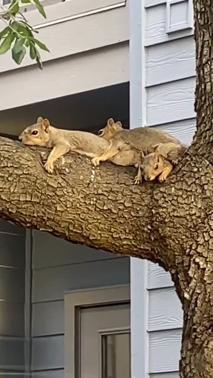 Squirrels 'sploot' to cool down | FOX 7 Austin