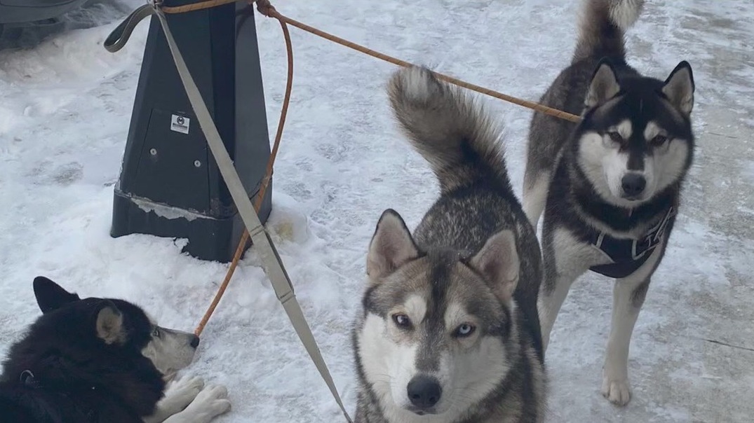 Family wants answers after huskies shot | FOX 9 Minneapolis-St. Paul