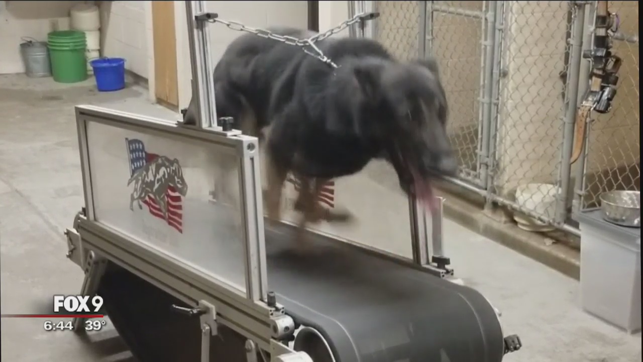 Minneapolis police fundraising for new K-9 treadmill | FOX 9 ...
