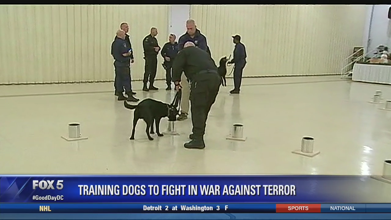 ATF conducts explosion protection training with local K9 units | FOX 5 DC