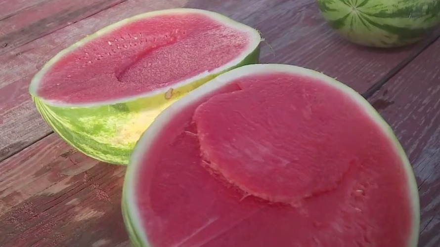 Luling Watermelon Thump celebrates watermelon market, growers | FOX 7 ...