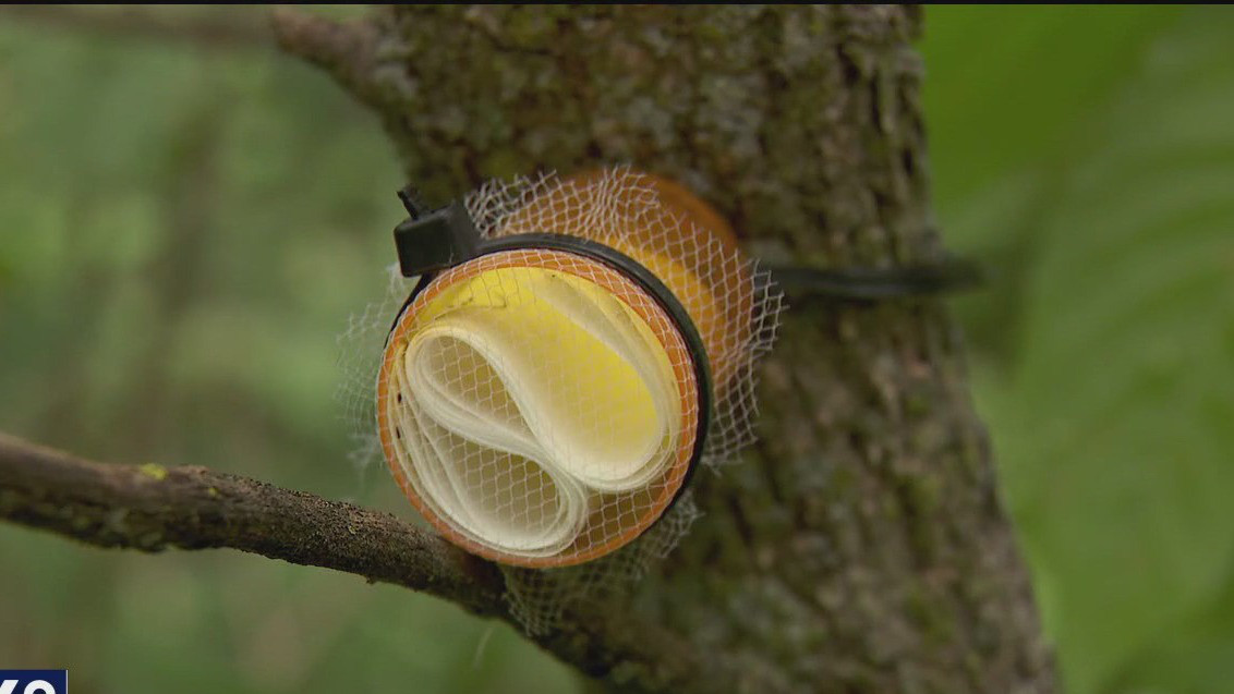 Scary-sounding insect released to protect Minnesota ash tree from pest ...