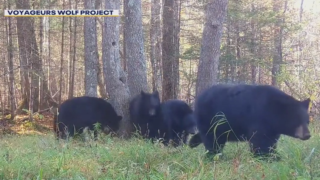 Voyageurs Wolf Project camera shows MN wildlife | FOX 9 Minneapolis-St ...