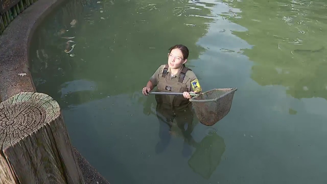 MN State Fair: Stocking the fish pond [FULL] | FOX 9 Minneapolis-St. Paul