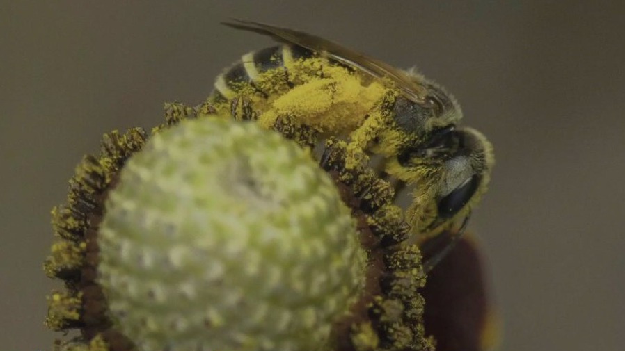 Bee City USA initiative urges community involvement and support of ...
