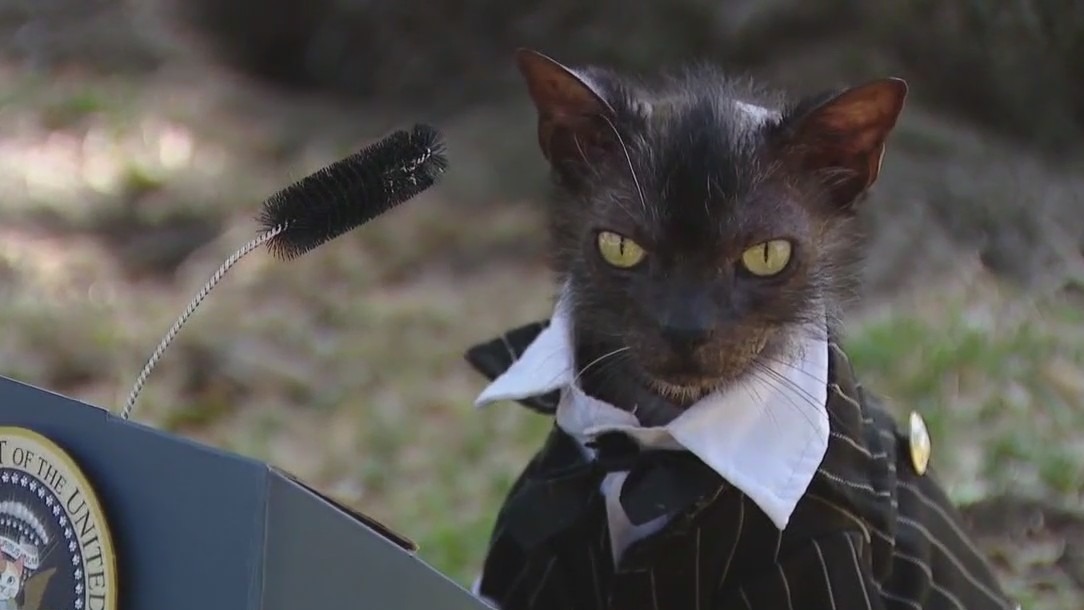 Austin cat 'running' for president | FOX 7 Austin