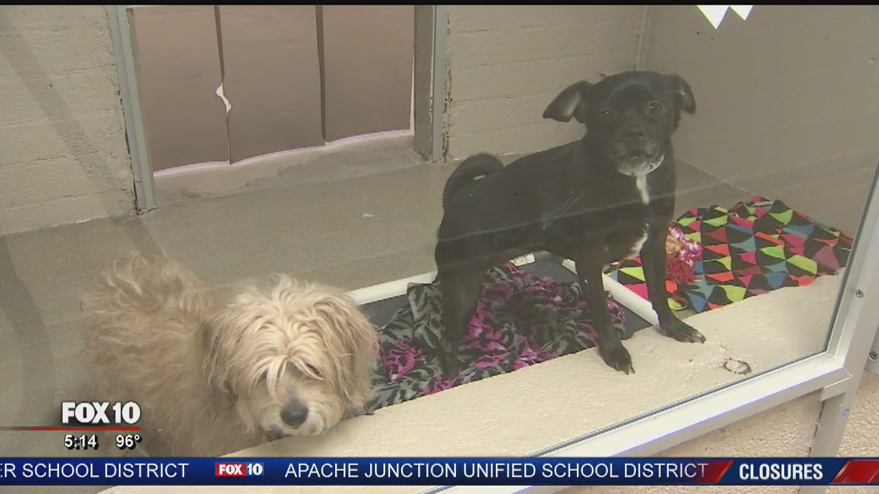 Cases of Distemper reported in Arizona | FOX 10 Phoenix