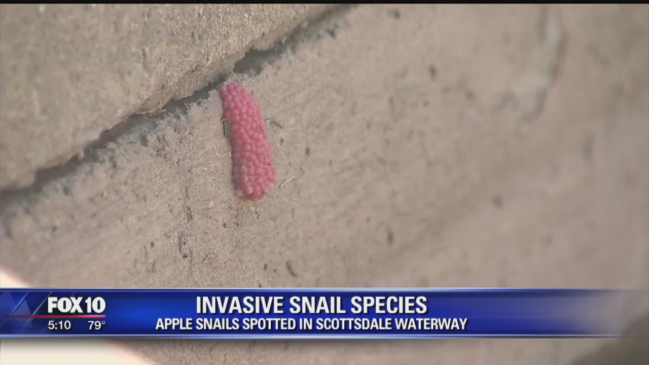 Discovery of invasive snail species in Scottsdale waterway a cause for ...