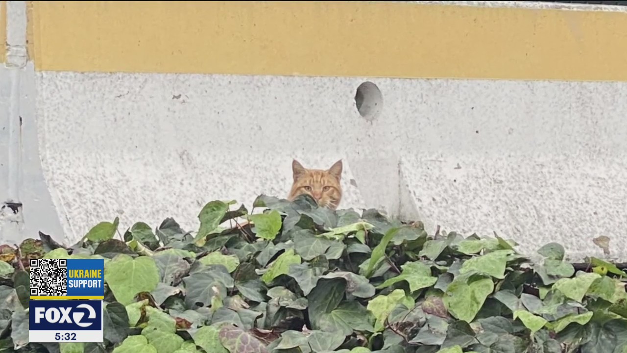 Oakland Coliseum 'invaded' by feral cats | KTVU FOX 2
