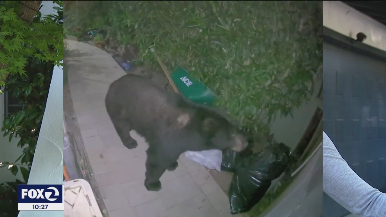 Black bear caught on camera in San Rafael to homeowner's surprise ...