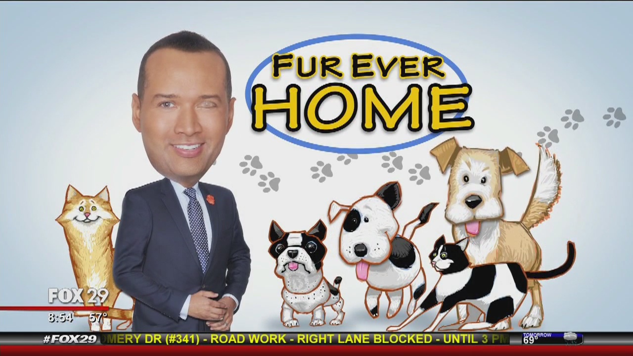 These furry friends are in need of furever homes! | FOX 29 Philadelphia