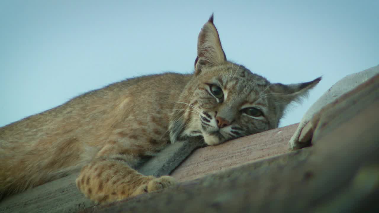 Bobcat hanging out at Arizona home | FOX 10 Phoenix