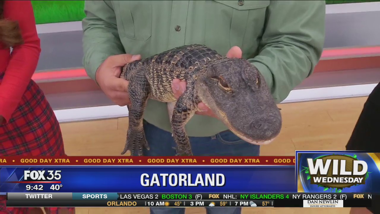 Wild Wednesday: Sugar the alligator | FOX 35 Orlando