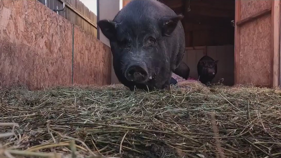 Potbellied pig finally leaves ADOT property | FOX 10 Phoenix