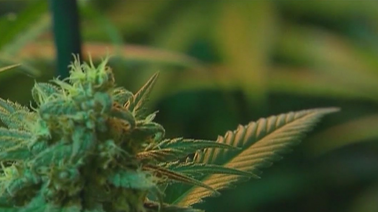 Marijuana dispensary CEO speaks out on future of marijuana in Arizona ...
