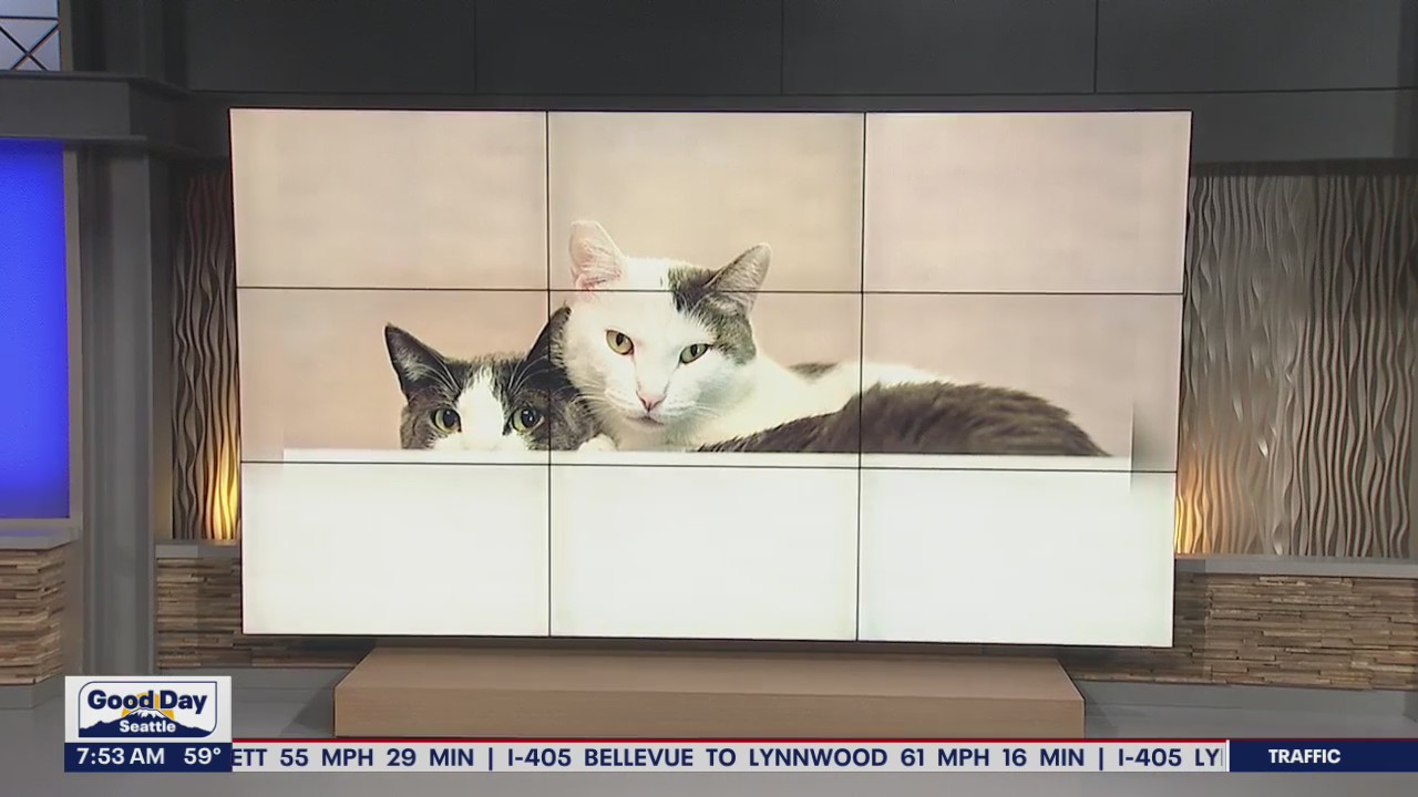 Pet of the Week: Vana, Jazzy & Dougie | FOX 13 Seattle