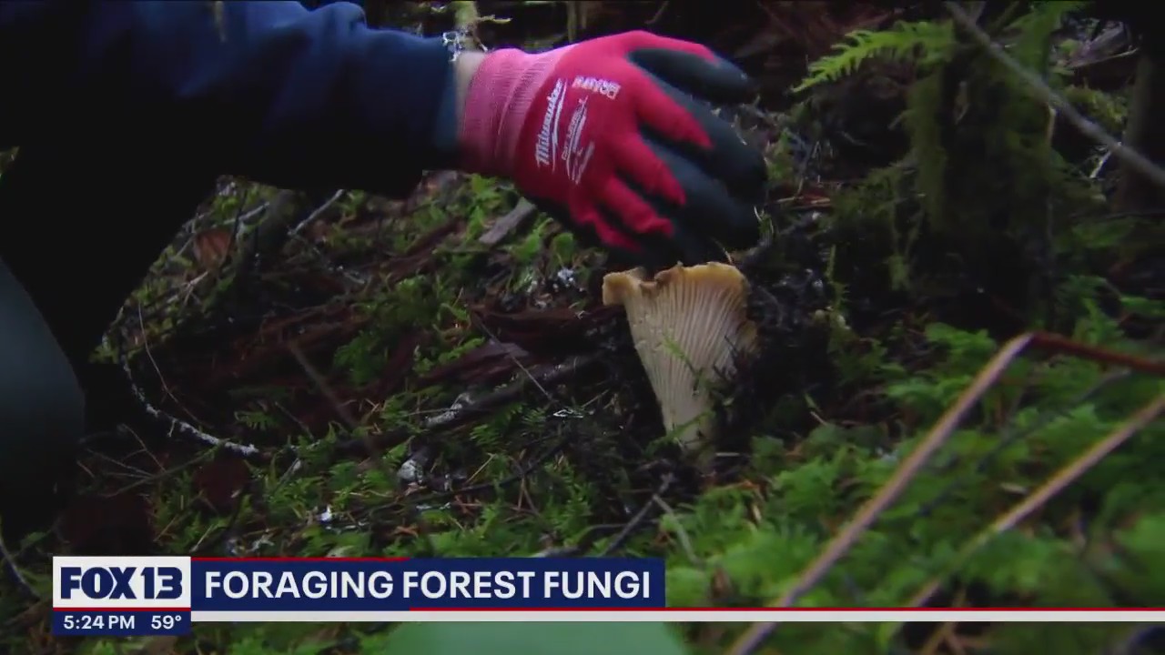 Foraging forest fungi | FOX 13 Seattle
