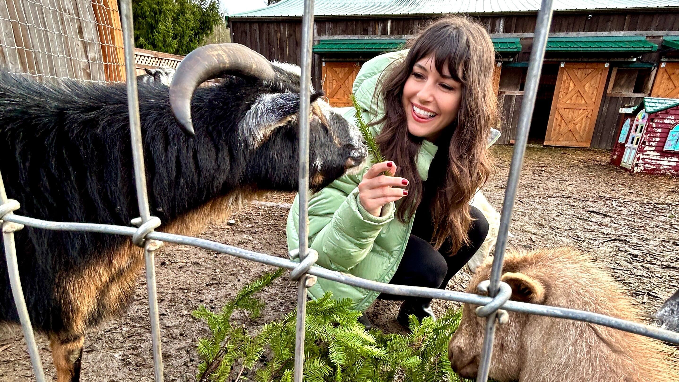 Goats eat Christmas trees after the holidays at the Sammamish Animal ...