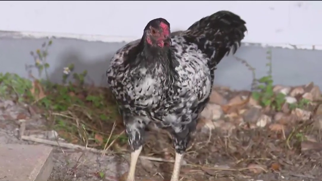 Are backyard chickens a solution to high egg prices? | FOX 13 Tampa Bay