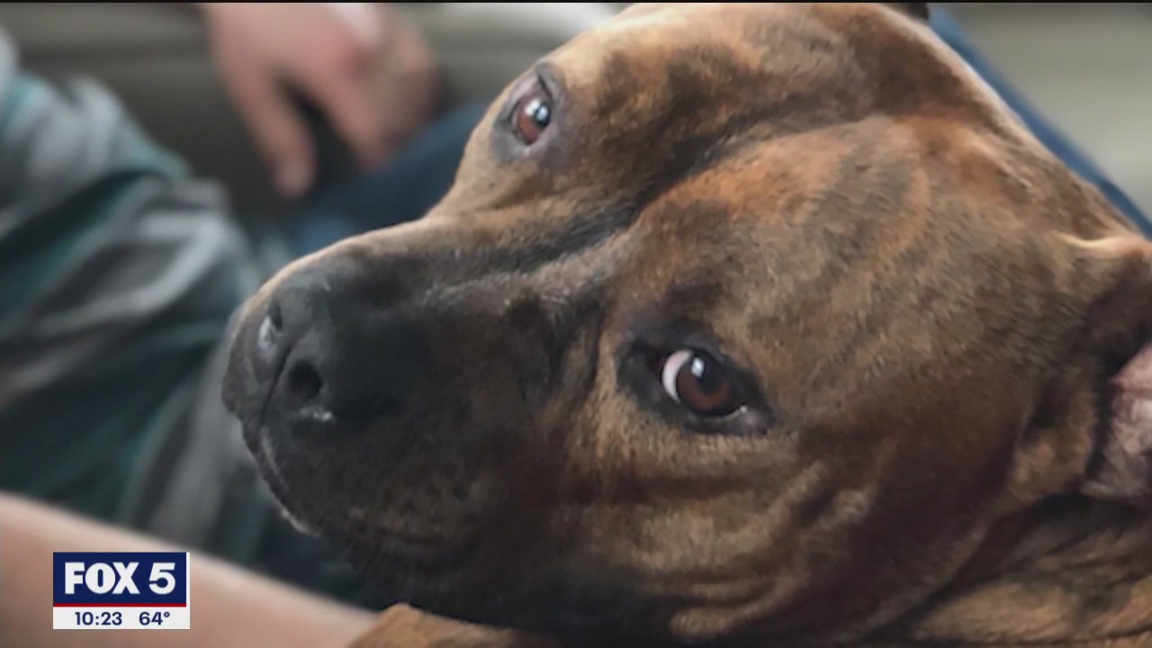 'You've taken a part of our family,' woman tells dognapper | FOX 5 Atlanta