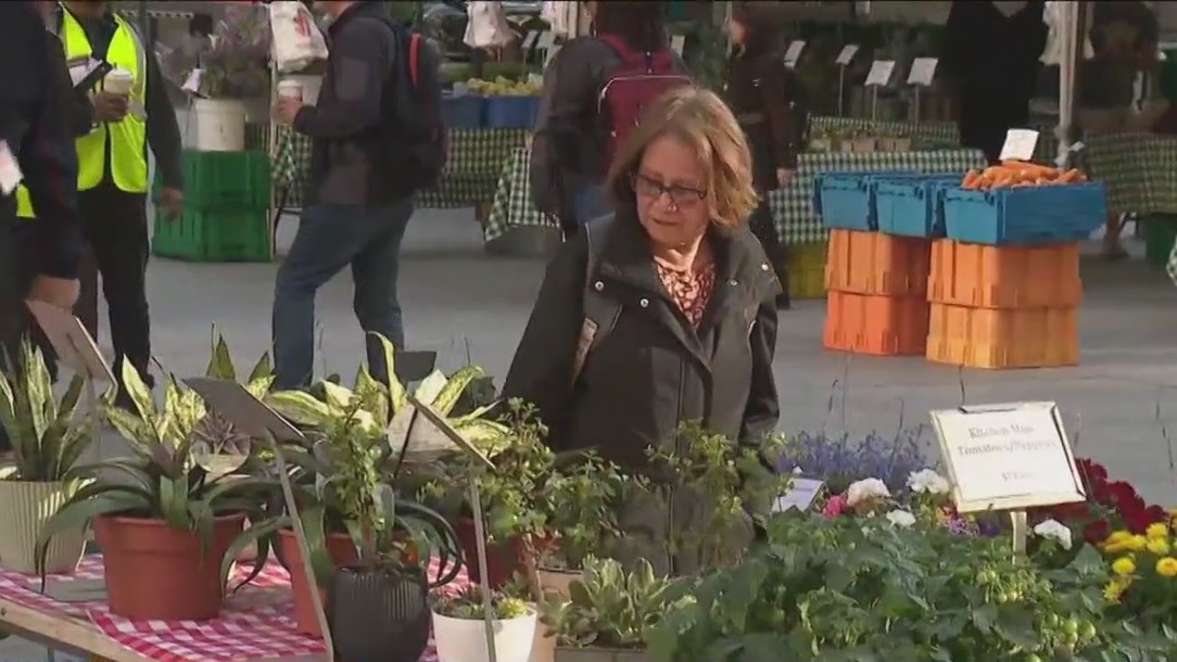 Farmers market sprouts up at Daley Plaza | FOX 32 Chicago