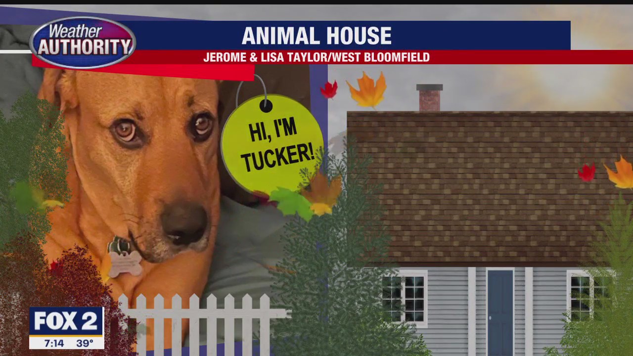 Meet Tucker | FOX 2 Detroit