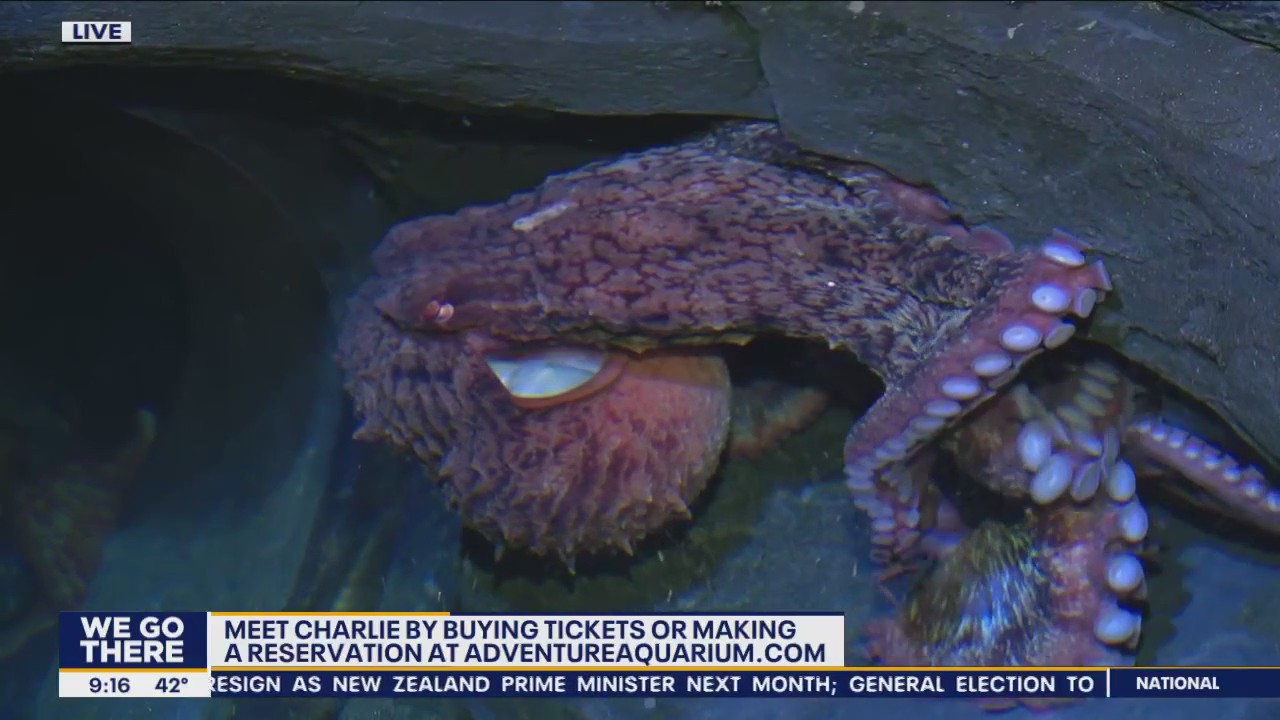 Adventure Aquarium debuts exhibit for new octopus Charlie | FOX 29 ...