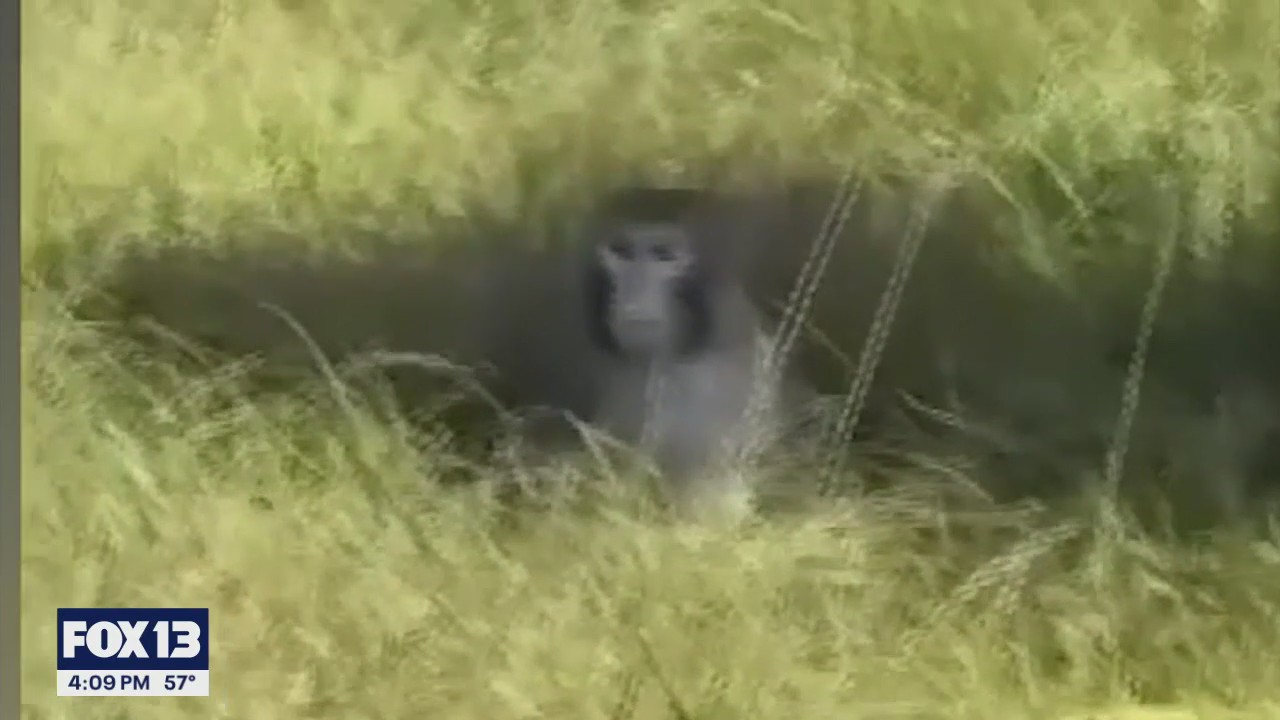 Lab monkeys escape after truck crashes in Mississippi | FOX 13 Seattle