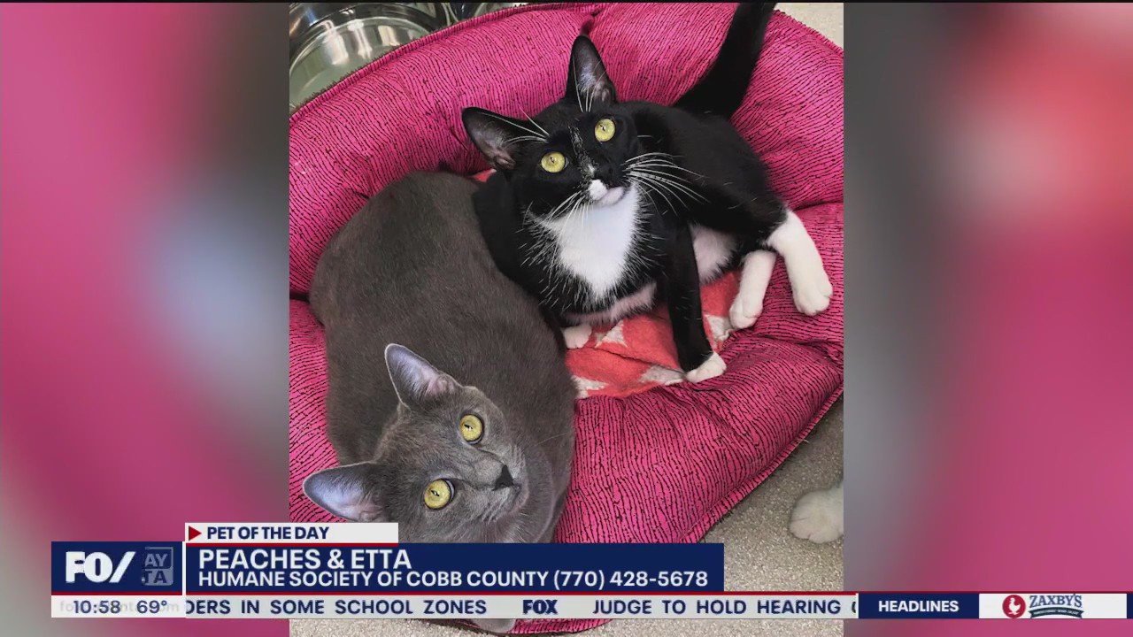 A trio of cats for Pet of the Day | FOX 5 Atlanta