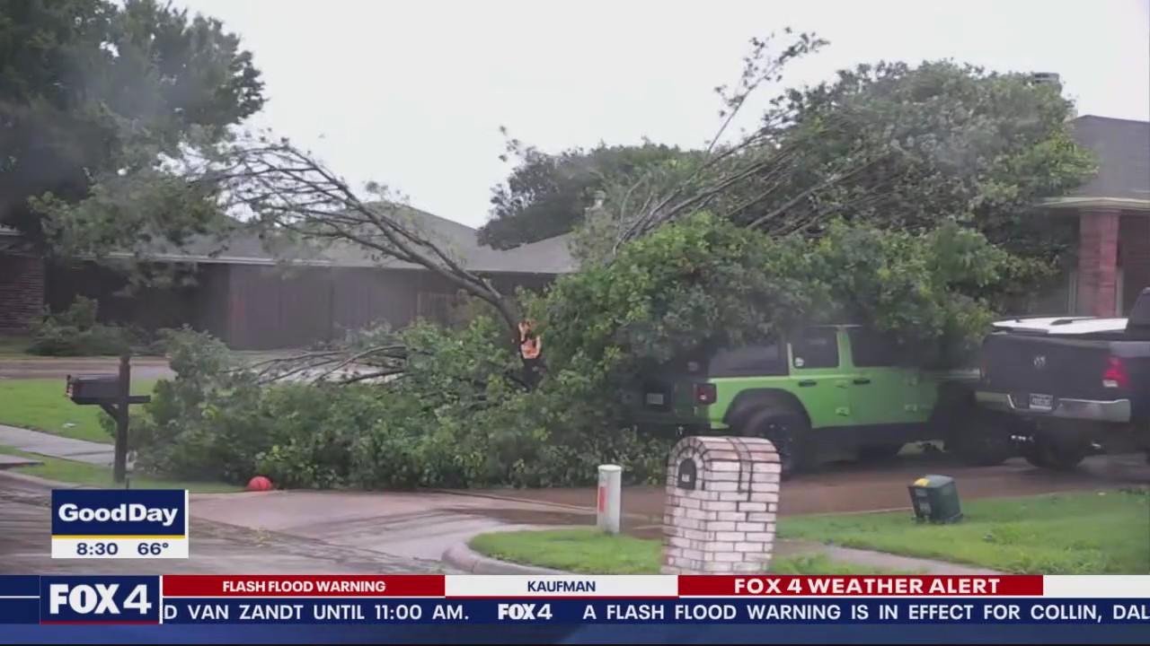 High winds topple trees in North Texas | FOX 4 Dallas-Fort Worth