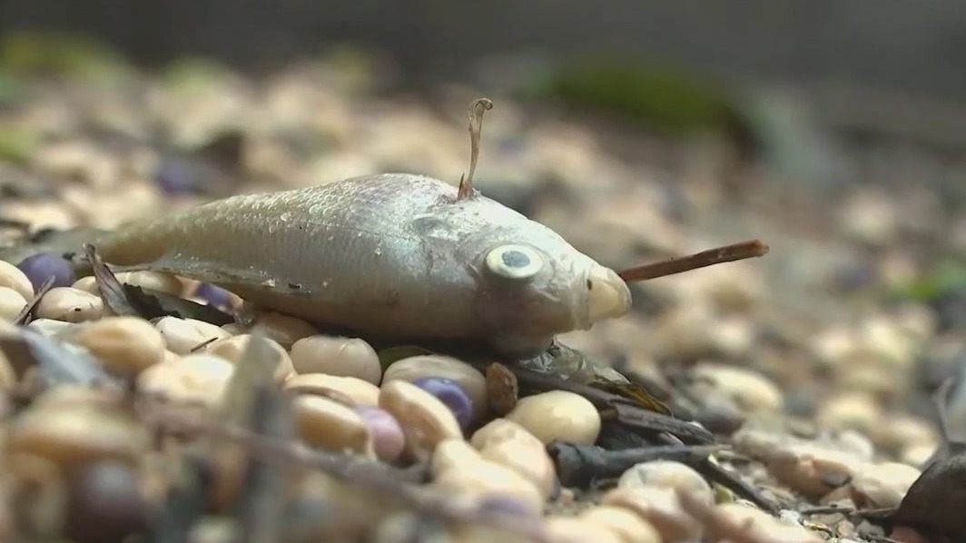 Train derailment spilling soybeans killed these Georgia fish, ecologist ...