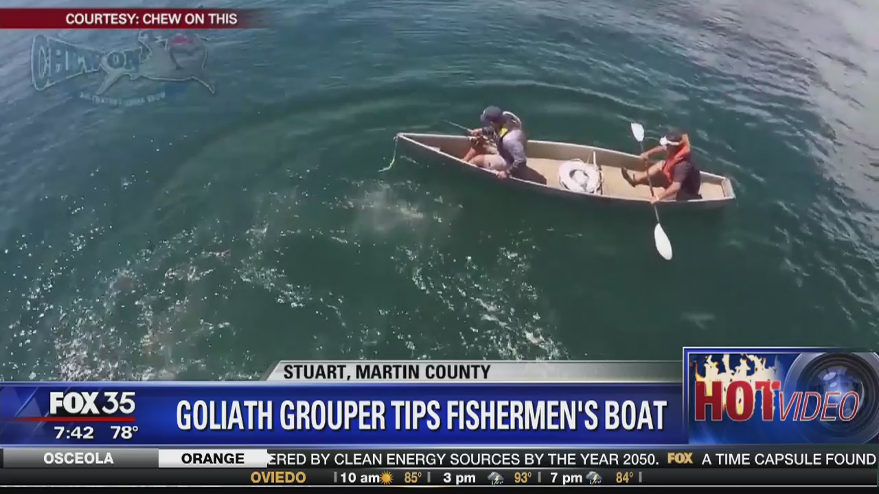 Goliath grouper tips fisherman's boat | FOX 35 Orlando