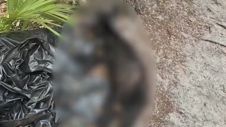Black bear cub shot, killed in Marion County | FOX 35 Orlando