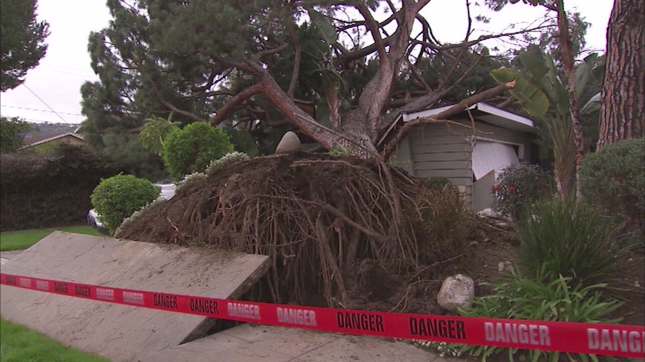 50 foot tree falls onto Pasadena home, no injuries | FOX 11 Los Angeles