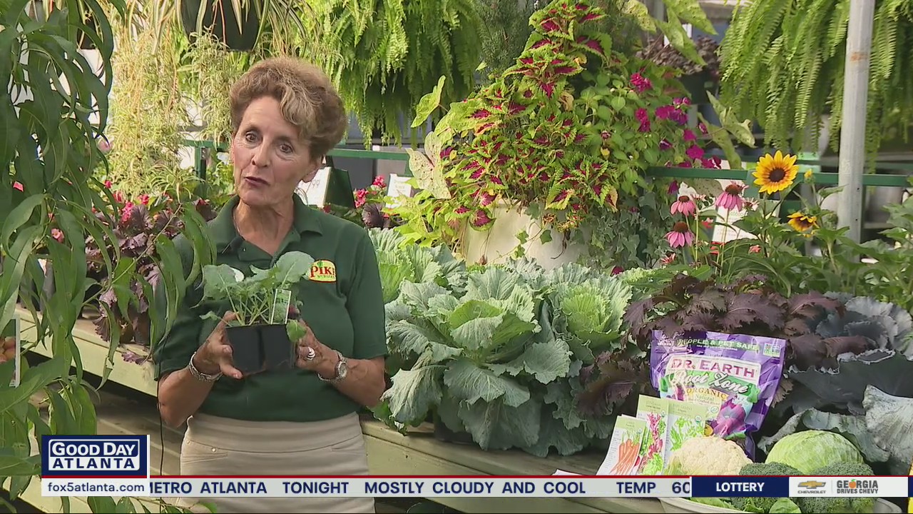 Tips for growing fall vegetables | FOX 5 Atlanta