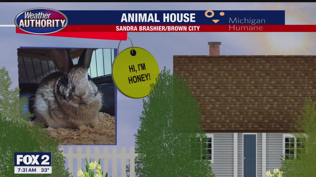 Welcome Groot, Lucy, Honey Bunny | FOX 2 Detroit