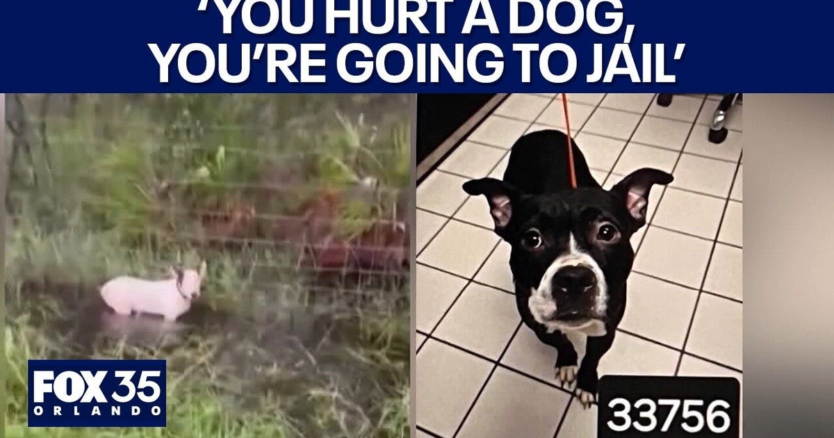 Dexter's law establishes database for animal abusers | FOX 51 Gainesville