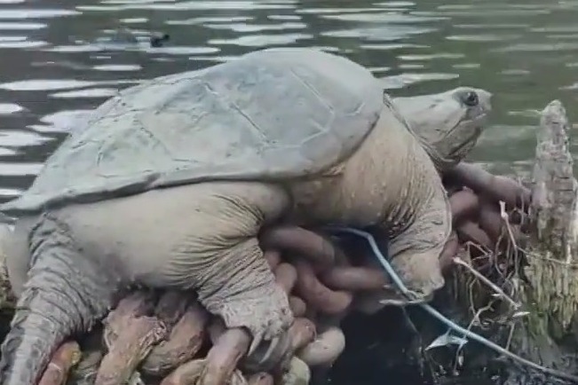Giant snapping turtle in Chicago River | FOX 5 Atlanta