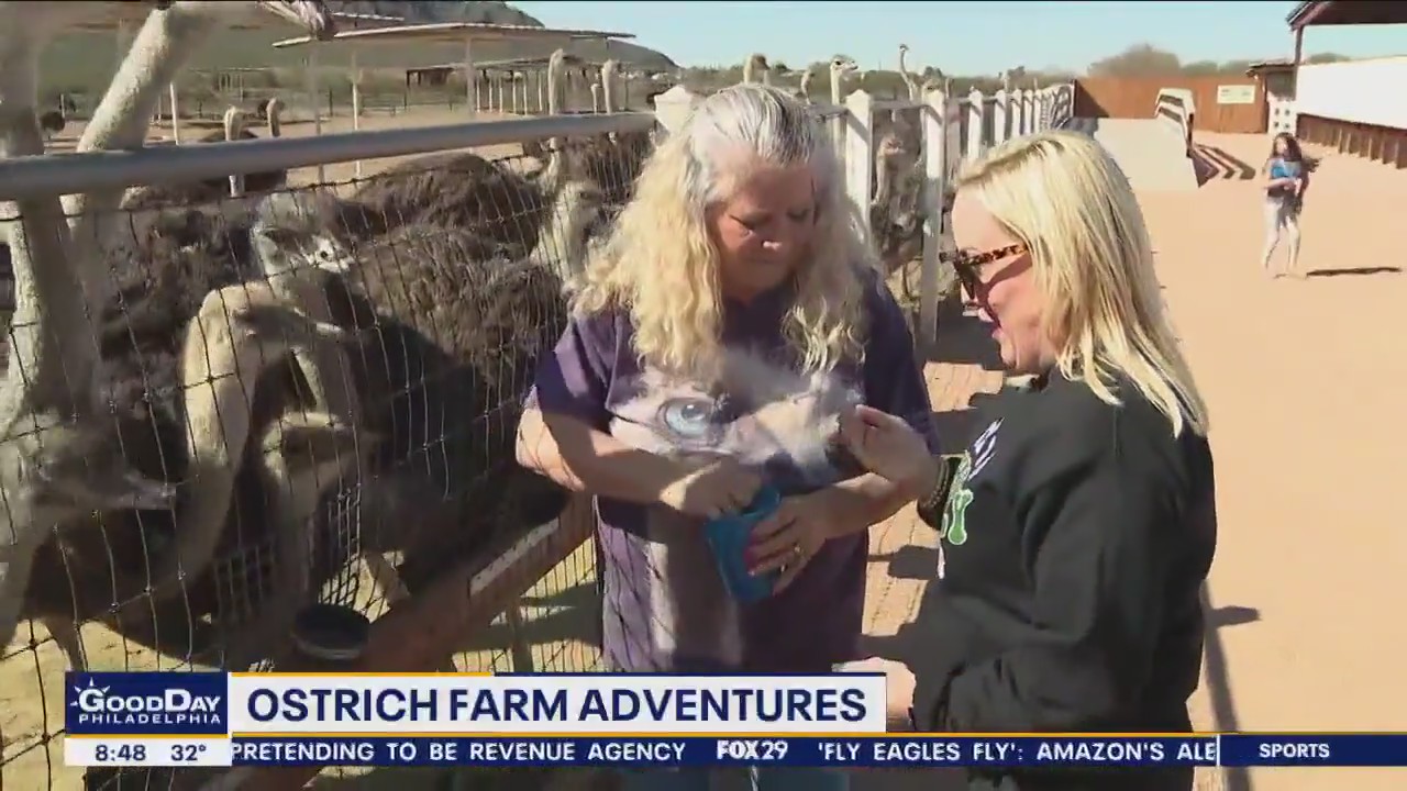 FOX 29's Jenn Frederick faces her fears at ostrich farm in Arizona ...