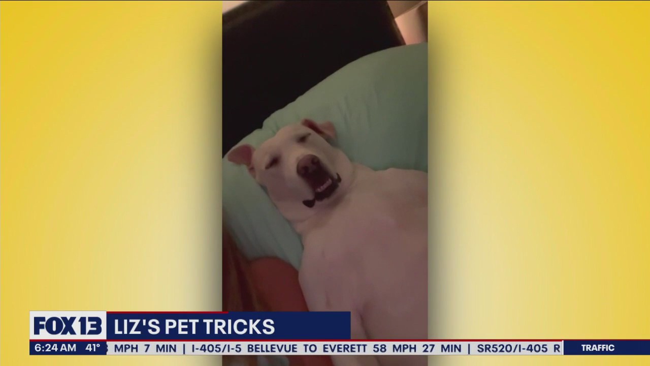 Liz's Pet Tricks for Friday, February 3 | FOX 13 Seattle