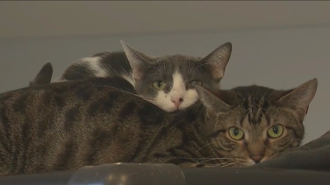 Barb's Precious Rescue cares for hundreds of cats in Palatine | FOX 32 ...